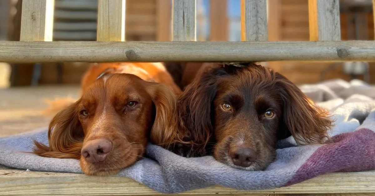 Dog friendly glamping pods - top pet friendly pods!