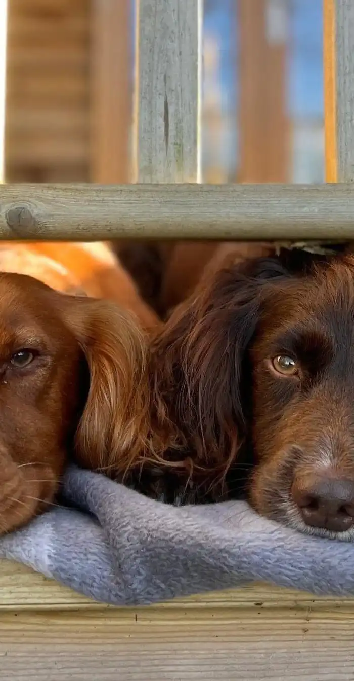Dog friendly glamping pods - top pet friendly pods!